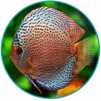 Petshop Segapet Akvaryum, Arnavutköy, foto