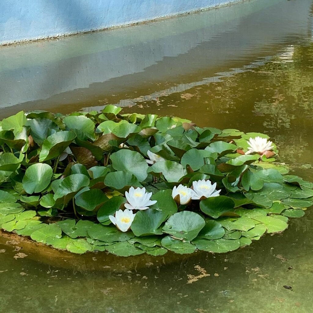 Otel Yalova Thermal Hot Spring Resort, Termal, foto
