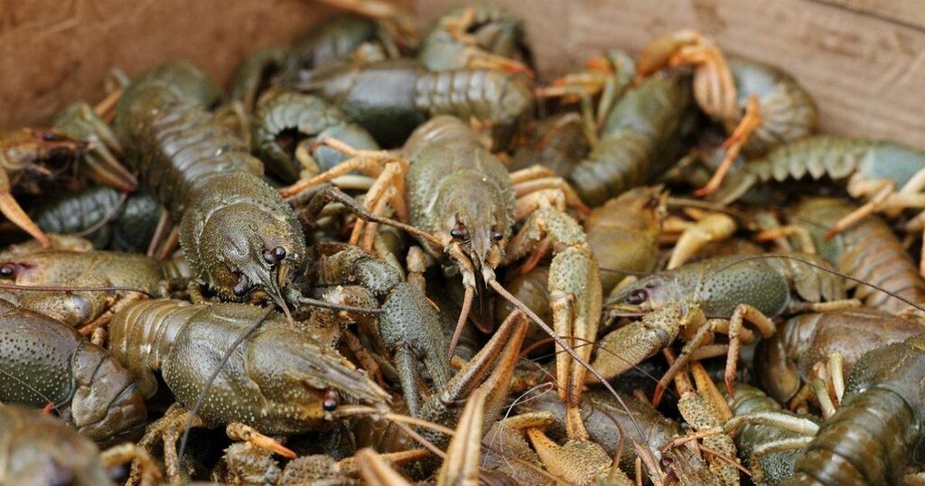 Balık ve deniz ürünleri Раки и крабы, Simferopol (Akmescit), foto