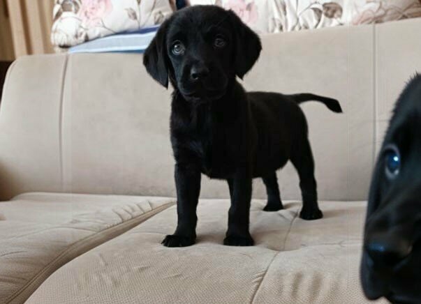 Hayvan barınakları, kulüpleri ve otelleri Bursa Köpek Eğitim Merkezi, Bursa, foto