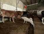 Mava Hayvancılık (Kocaeli, Darıca, Piri Reis Mah., Derya Sok., 17), tarım firmaları  Darıca'dan
