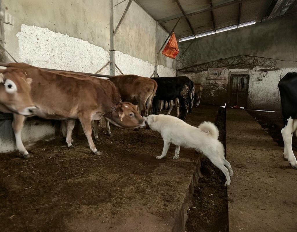 Tarım firmaları Mava Hayvancılık, Darıca, foto