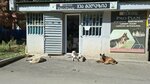 Зоомагазин (Tbilisi, Vazisubali 1st Microdistrict), petshop  Tiflis'ten