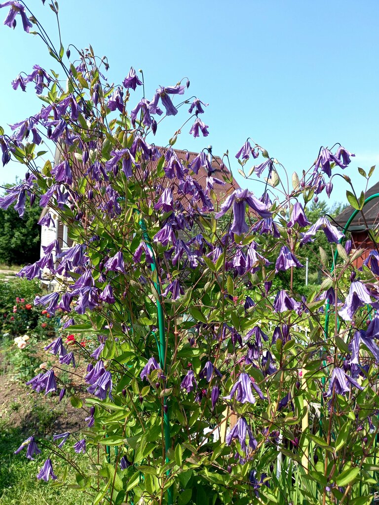 Bahçecilik dernekleri ve kuruluşları СНТ Карелия, Saint‑Petersburg ve Leningradskaya oblastı, foto
