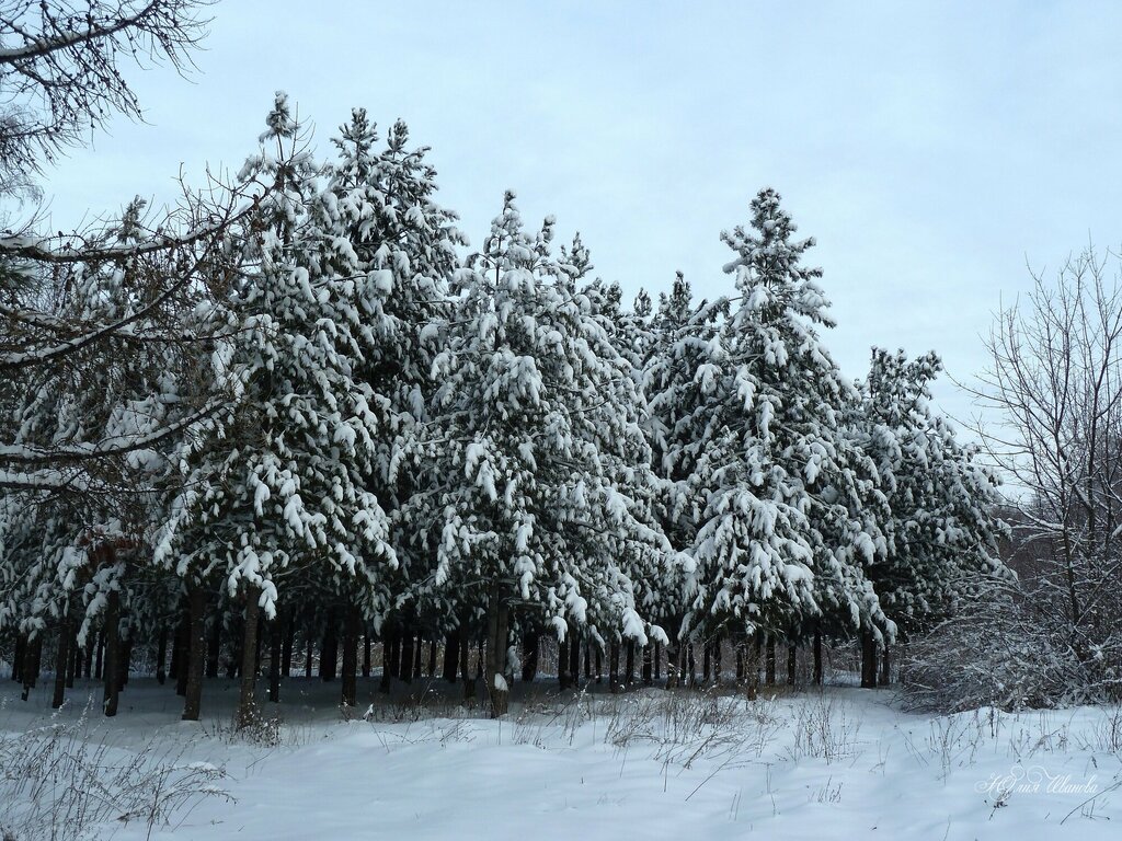Orman işleri Vyazovsky uchebno-opytny leskhoz, Saratovskaya oblastı, foto