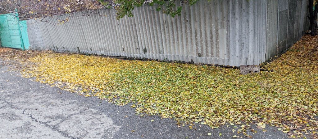 Orman урочище Ближнее Горькое, Belgorodskaya oblastı, foto