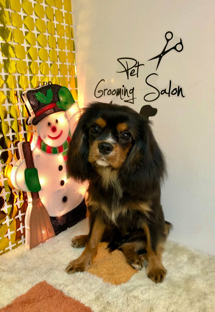 Evcil hayvan kuaförleri Triumf, Yekaterinburg, foto