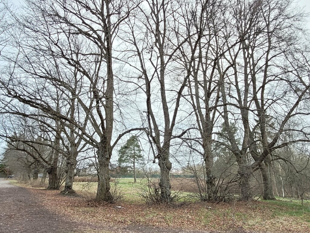 Turistik yerler Остатки парка усадьбы Александровская, Saint‑Petersburg ve Leningradskaya oblastı, foto