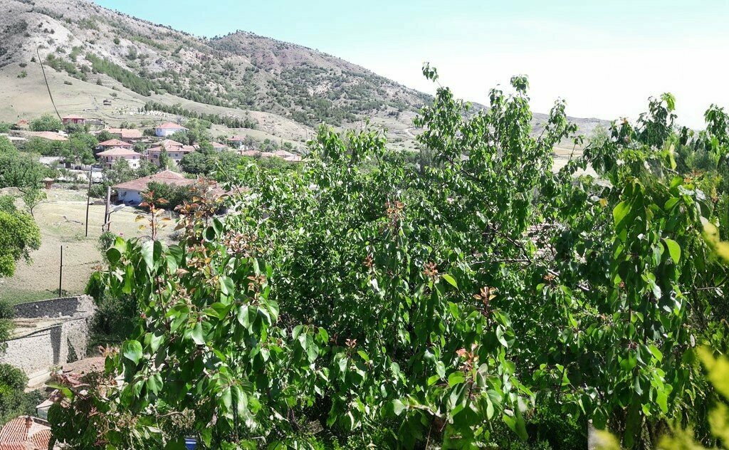 Cami Bakırlı Köyü Cami, Şabanözü, foto