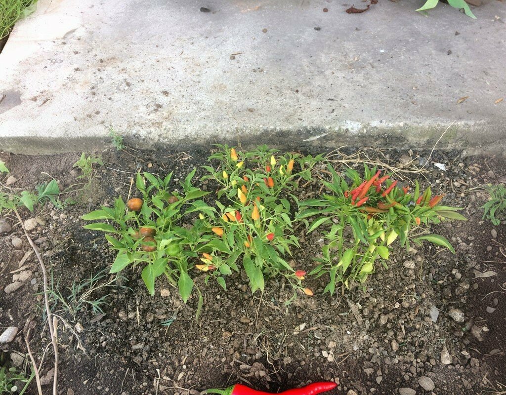 Spor kulüpleri 9 Eylül Otizm Gençlik ve Spor Kulübü, Urla, foto