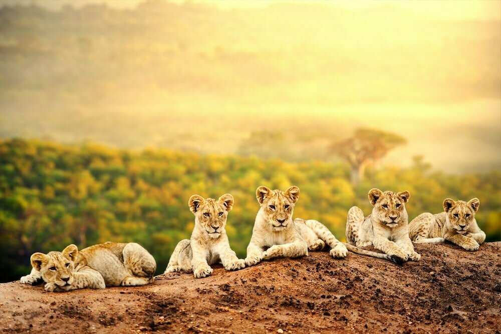 Otel Simba & Oryx Nature Camp, Dünya, foto