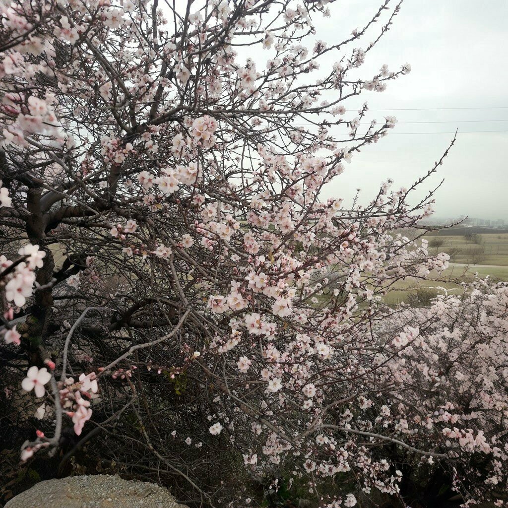 Parklar ve ormanlar Muhsin Yazıcıoğlu Hatıra Ormanı, Konya, foto