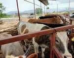 Denizli Kurbanlık Satışı Çayır Besicilik (Denizli, Pamukkale, Akhan Mah.), hayvancılık  Denizli'den