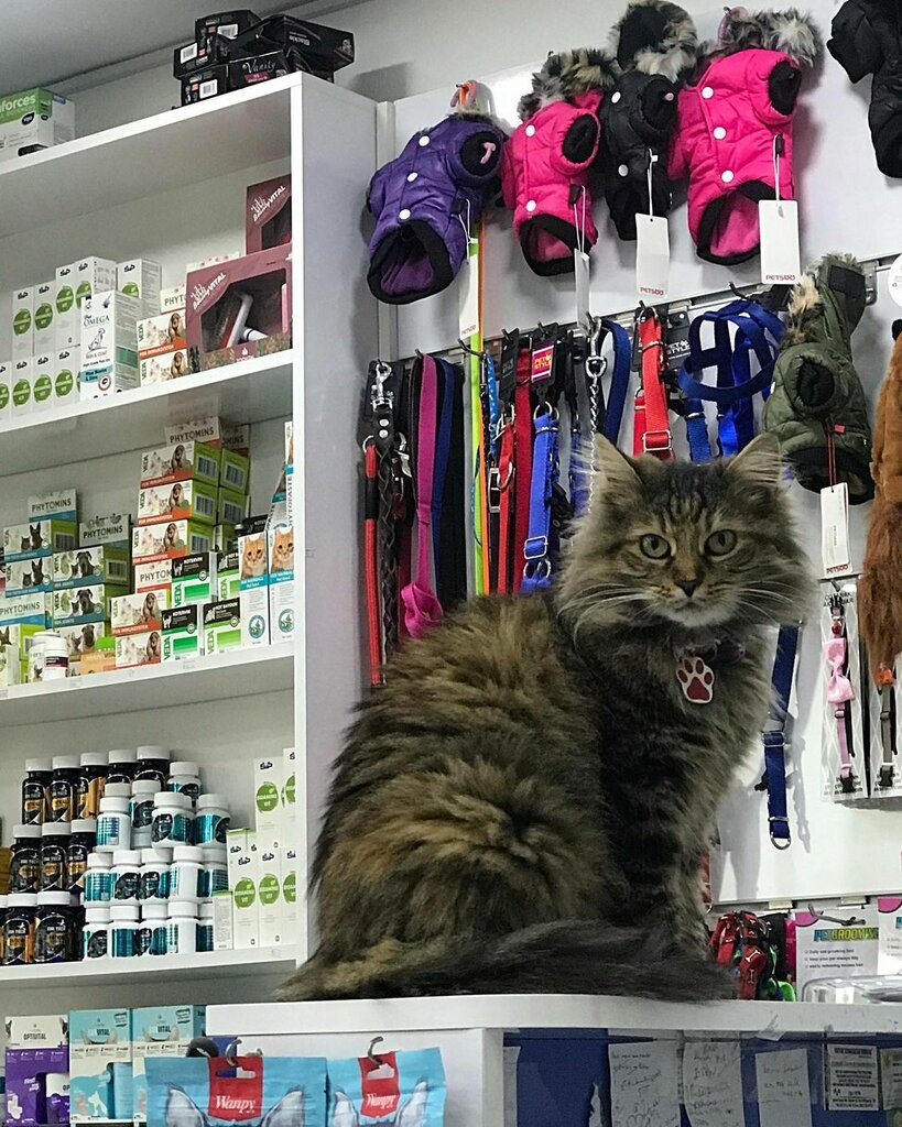 Pet otel Kedi Pansiyon, İstanbul, foto