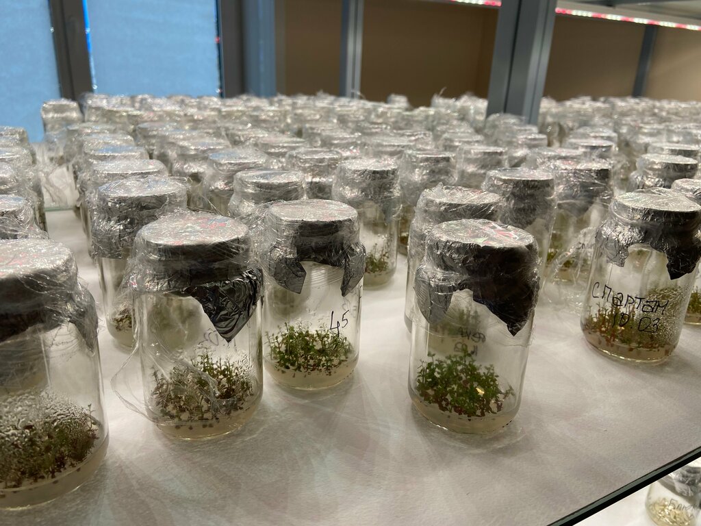 Fidan yetiştiriciliği Eliteberry, Svetlahorsk, foto