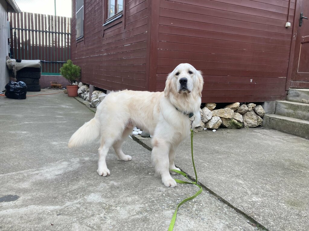 Evcil hayvan kuaförleri Грумминговый салон Евгении, Gagra, foto