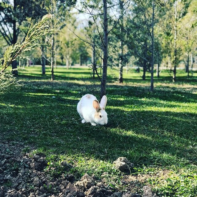 Özel okul Nesibe Aydın Antalya Okulları, Antalya, foto