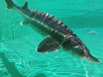 Caviar Beluga Seafood Trading (Mazaya Centre, Al Wasl, Jumeirah, Dubai), balık ve deniz ürünleri  Dubai'den
