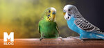 Markamama. com.tr (Kocaeli, Kartepe, Köseköy Mah., Alperen Sok., 16), petshop  Kartepe'den