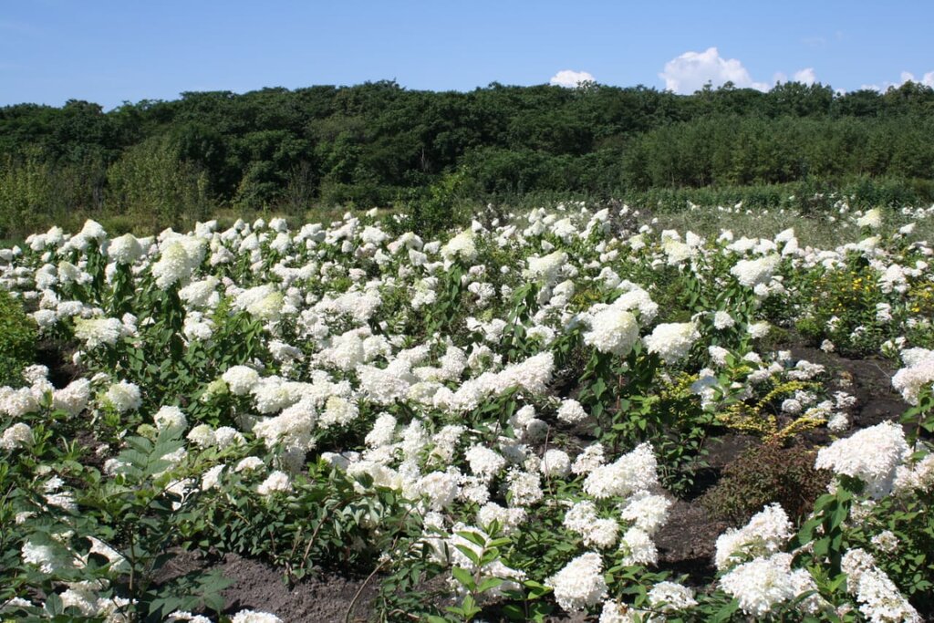 Fidan yetiştiriciliği Савчуков, Primoriye, foto