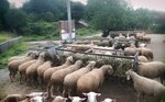 Çınarcık Adak & Kurban Yeri (Yalova, Çınarcık, Çalıca Köyü, Çınar Sok., 19A), hayvancılık  Çınarcık'tan