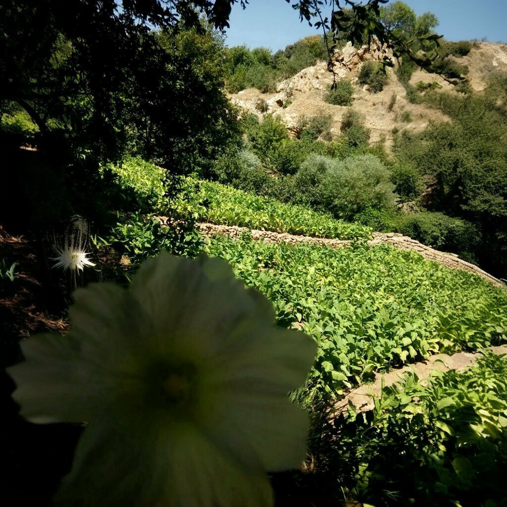 Muhtarlıklar Alipaşa Mahalle Muhtarlığı, Kızıltepe, foto