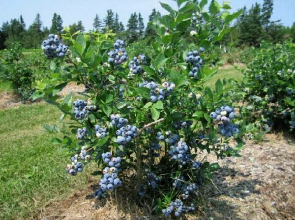 Madencilik işletmeleri Куст № 4 Западно-Сургутского месторождения, Surgut, foto