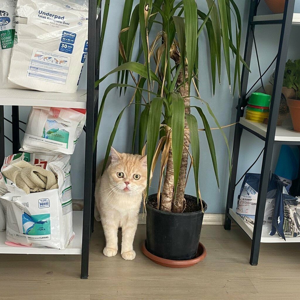 Veteriner klinikleri Dünyam Veteriner, Nazilli, foto