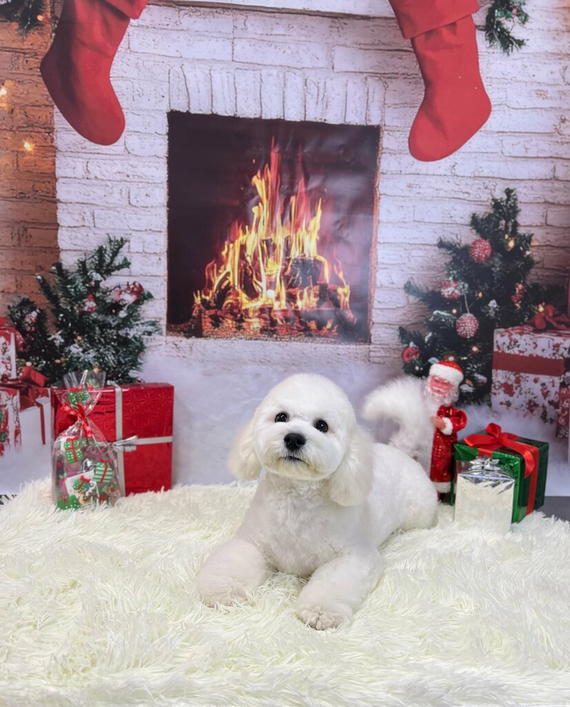 Evcil hayvan kuaförleri Totem, Ufa, foto