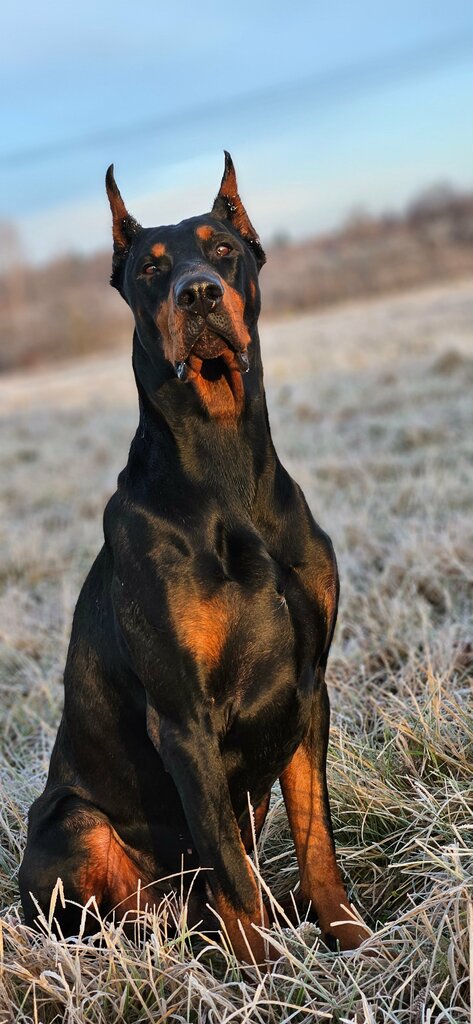 Hayvanat bahçesi merkezi Dog Brigade, Moskova ve Moskovskaya oblastı, foto