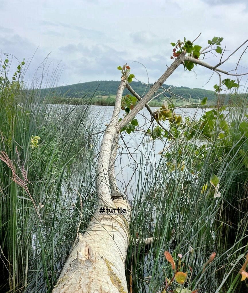 Kamp alanları Ormalı Kamp Alanı, Çatalca, foto