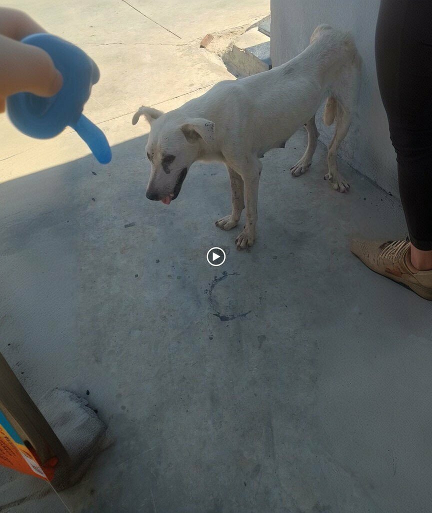 Ekmek fırını Simit Noktası Taş Fırın, Manavgat, foto