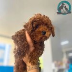 Dogtor Veteriner Kliniği (Güzelyalı Mah., 3051. Sok., No:8, Atakum, Samsun), veteriner klinikleri  Atakum'dan