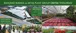 Aktaş Plant Fidanlık (Kanlıca Mah., Mihrabat Cad., No:111, Beykoz, İstanbul), sera ve bahçe ürünleri  İstanbul'dan