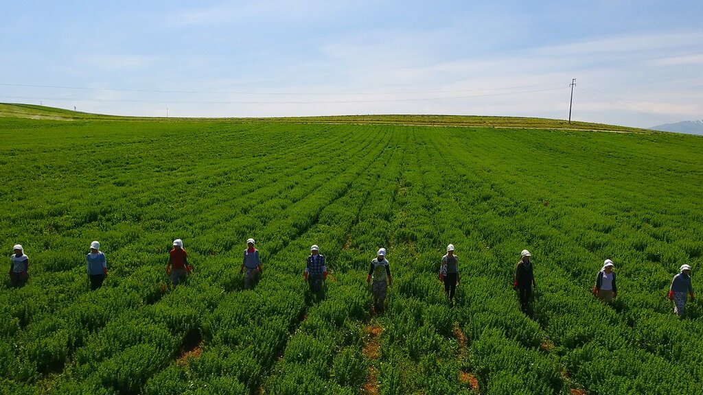 Gıda üreticileri McCormick - Kütaş Group, Kemalpaşa, foto