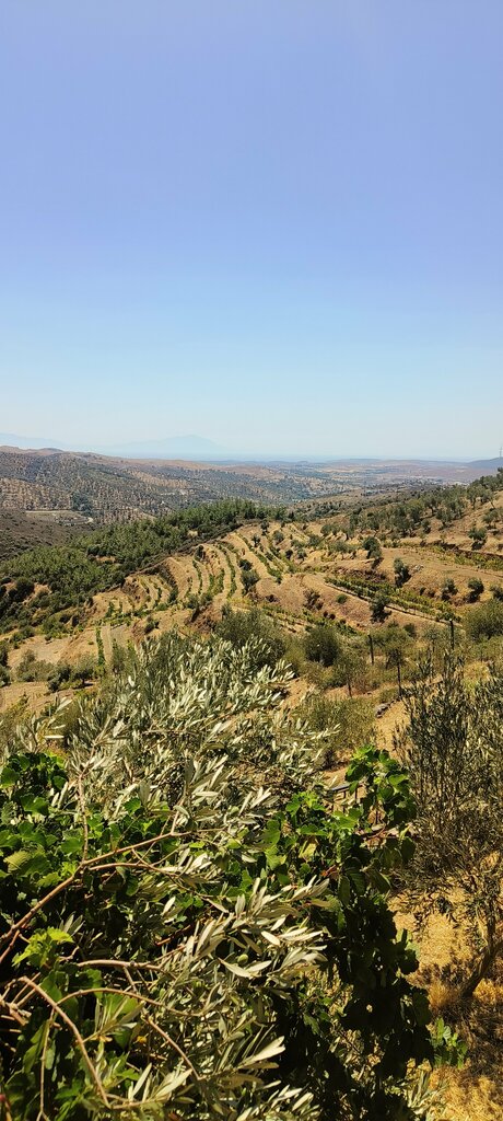 Bar Mmg Şarapçılık, Urla, foto
