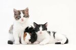 Sakarya Pet Shop (Isparta, Isparta Merkez, Çünür Mah., 245. Cad., 43-45E), petshop  Isparta'dan
