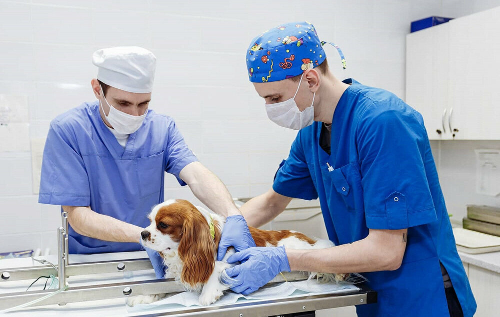 Hayvanlar için cenaze hizmetleri Gerda, Moskova, foto