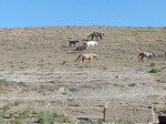 Beyneu (Mańǵystaý oblysy, Beyneu Village), benzin istasyonu  Mangıstav eyaletinden