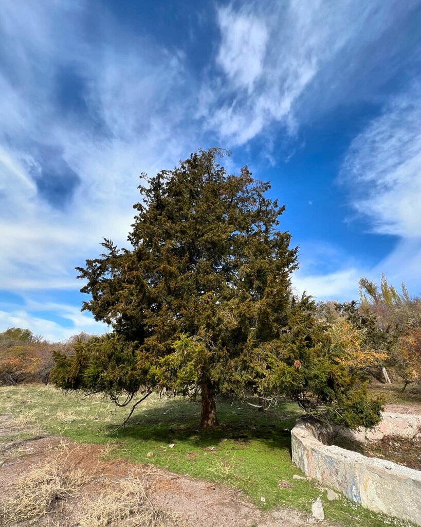 Yaz kampı Pioneer Camp Named After Titov, Taşkent eyaleti, foto