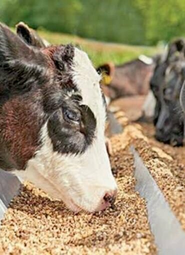 Tarım firmaları Girginler Tarım, İpsala, foto