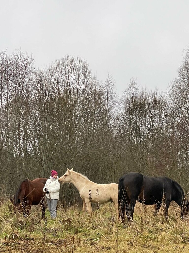 At ve binicilik kulüpleri Конный клуб Чардаш, Pskovskaya oblastı, foto