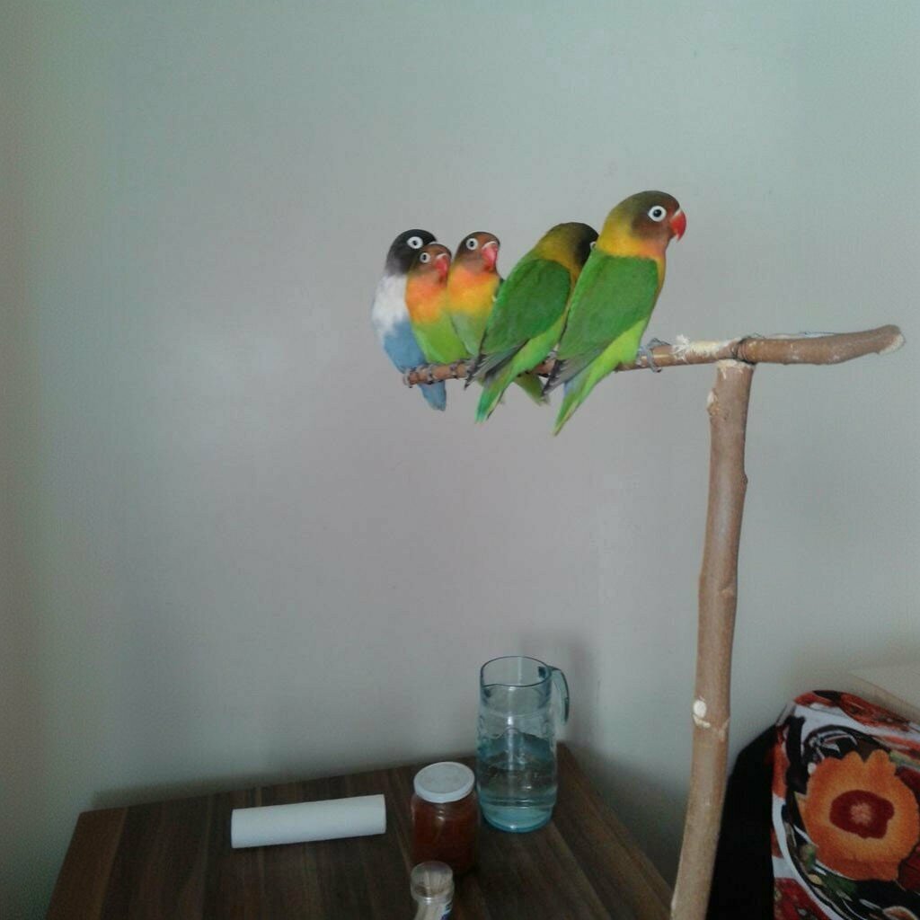 Dernekler, birlikler Esenyurt Gümüşhaneliler Derneği, İstanbul, foto