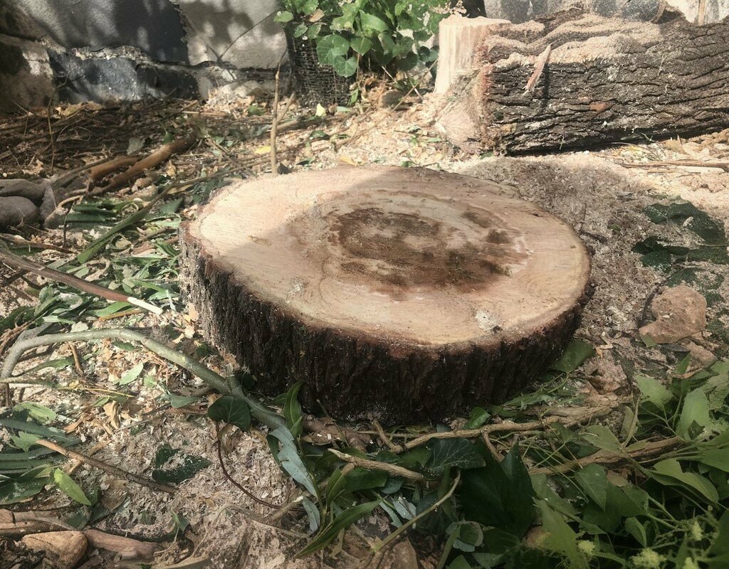 Bahçe Ağaç Budama İşi Ankara, Ankara, foto