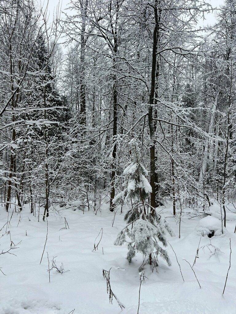Güvenlik firmaları КПП Медвежье Озеро грузовой въезд, Moskova ve Moskovskaya oblastı, foto