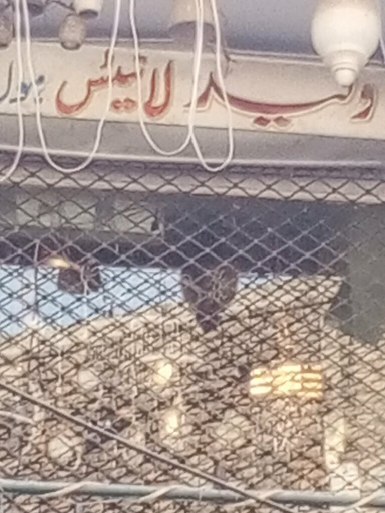 Lamba ve avize mağazaları Waleed, Rawalpindi, foto