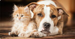 Arca Pet Market (Ankara, Gölbaşı, Cumhuriyet Cad., 158A), petshop  Ankara'dan