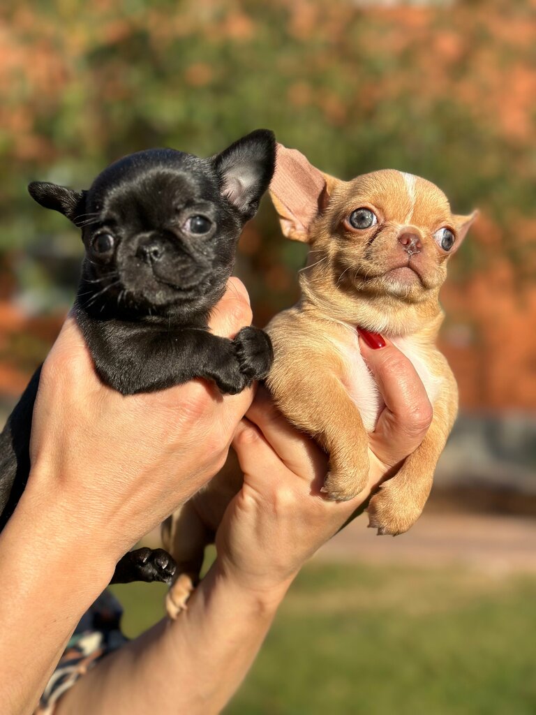 Evcil hayvan yetiştiricileri Tory nice, Moskova ve Moskovskaya oblastı, foto