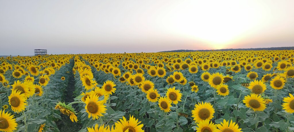 Tarım firmaları КФХ Агафонов, Adıge Cumhuriyeti, foto
