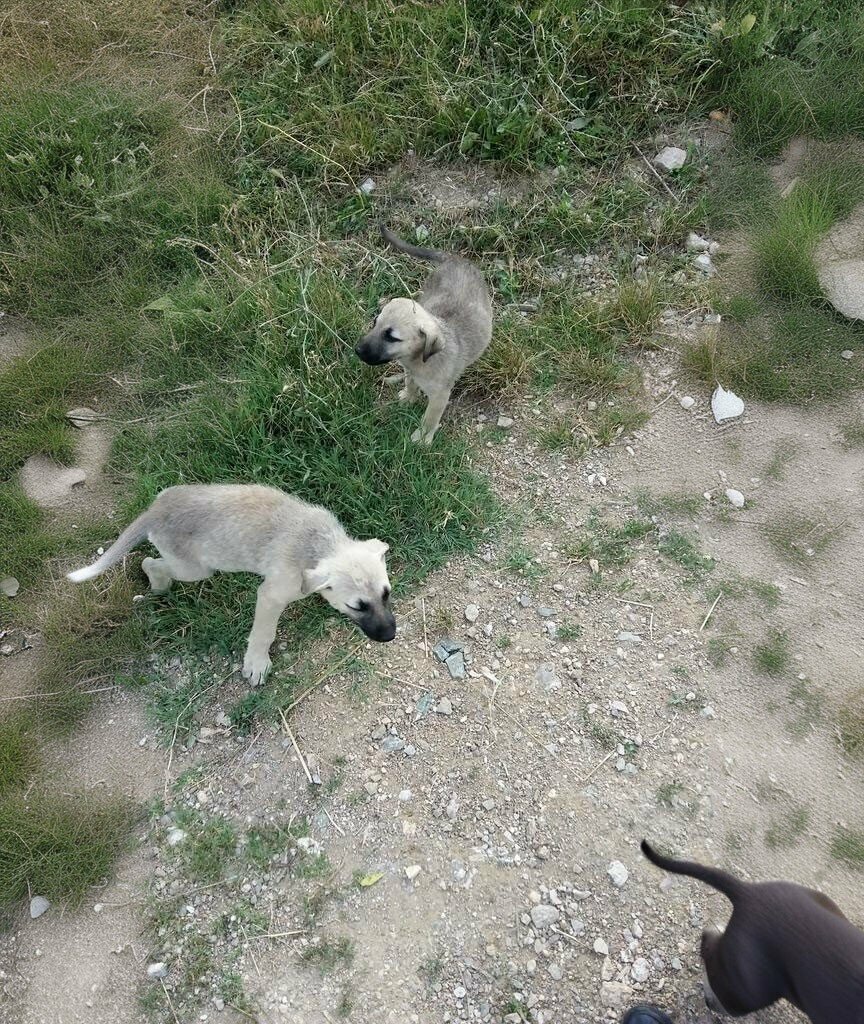 Muhtarlıklar Uluköy Köy Muhtarlığı, Saraydüzü, foto